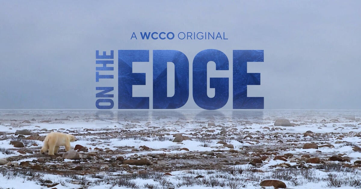 Polar bears in Canada are on the edge of extinction. Here's what's ...