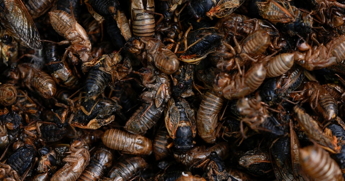 Cicada maps show where the noisy insects will emerge in the U.S. this ...