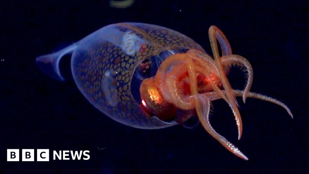 Colossal squid filmed by scientists for first time in ocean - nuzify.com