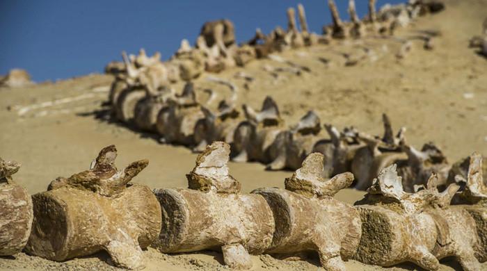 Fossils in Sahara Desert reveal whales once had feet and toes - nuzify.com